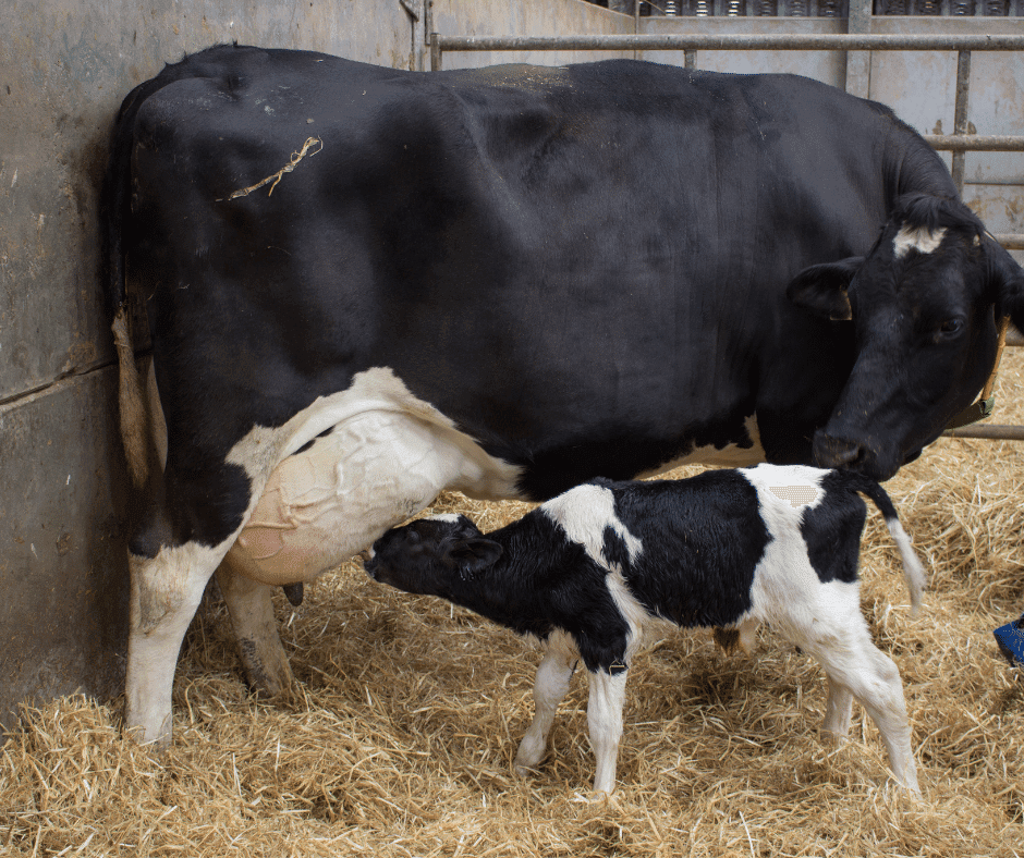 Prioritise rumen health pre-calving to maximise cow productivity ...