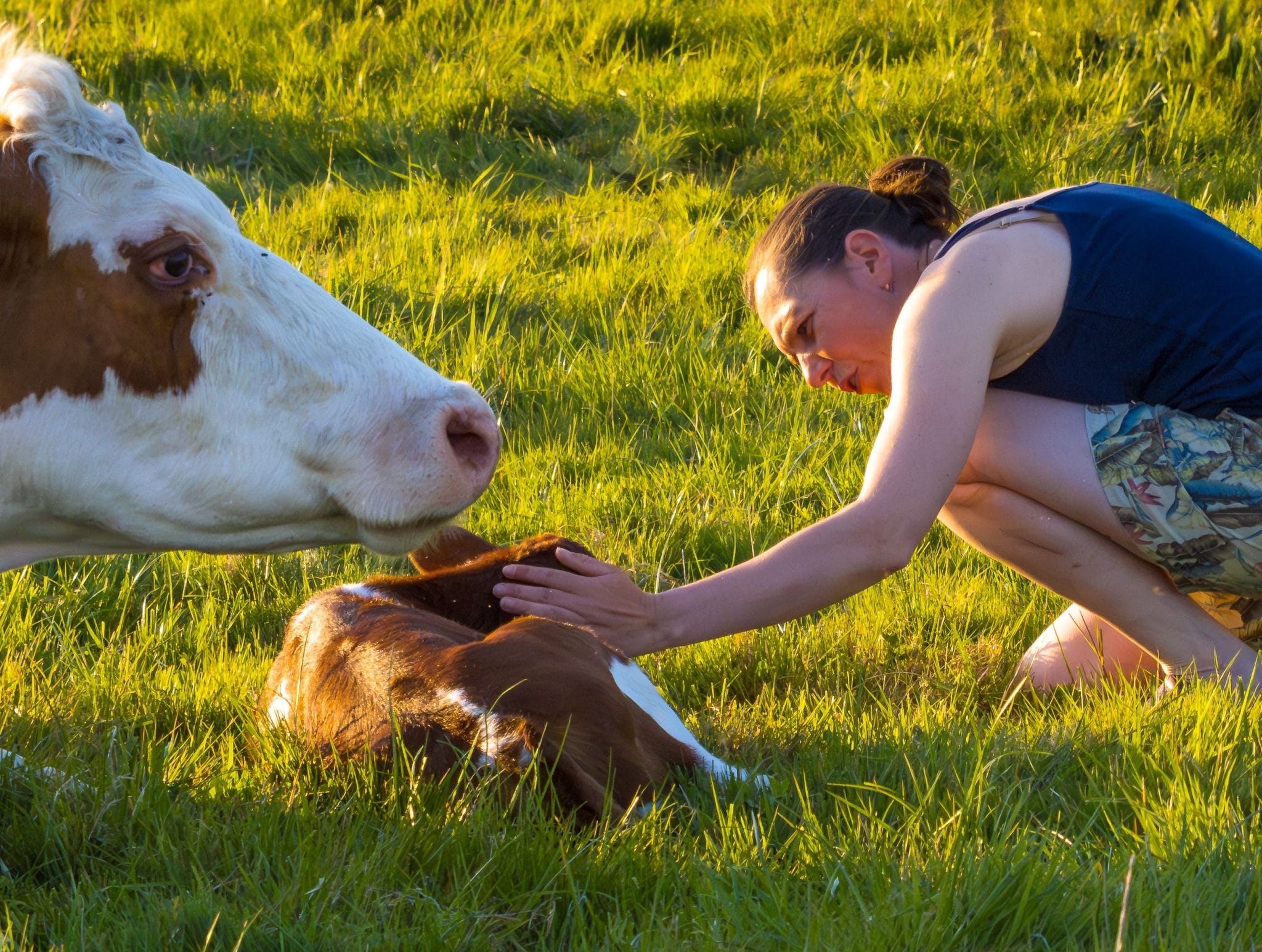 UK Dairy Day 2025 Reveals Lineup of Cattle Show Judges - Farmart Media