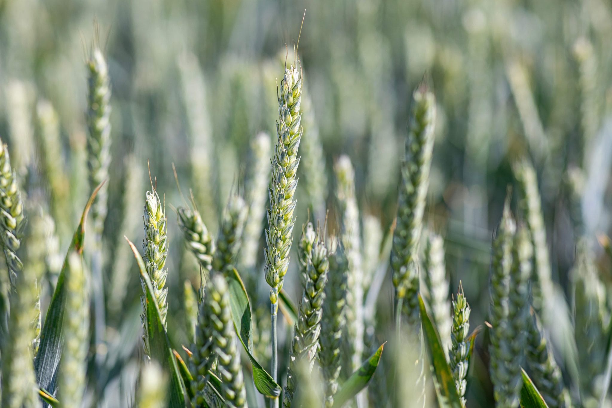 New KWS varieties could take 25% of winter wheat area this autumn ...