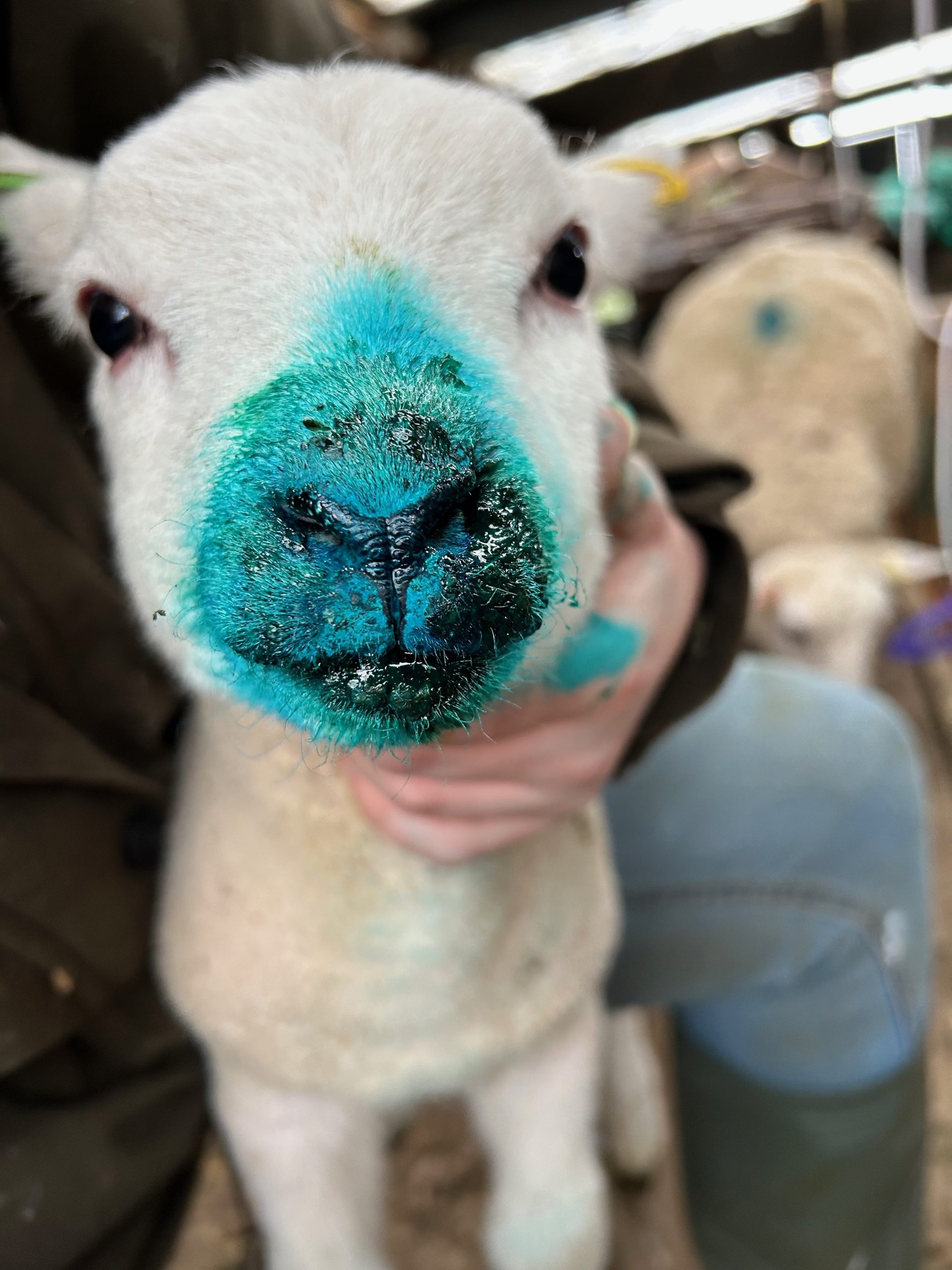 Treating orf: new study shows sheep farmers are misusing antibiotics ...