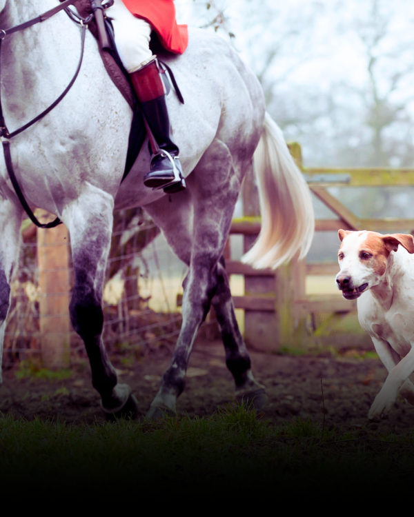 Government launches consultation on proposed trail hunting ban ...